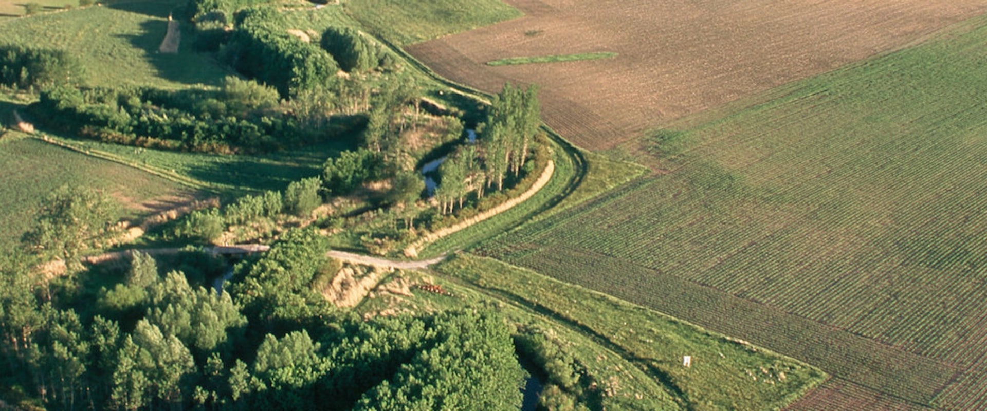 Vegetative Buffer Strips: A Natural Solution for Erosion Control